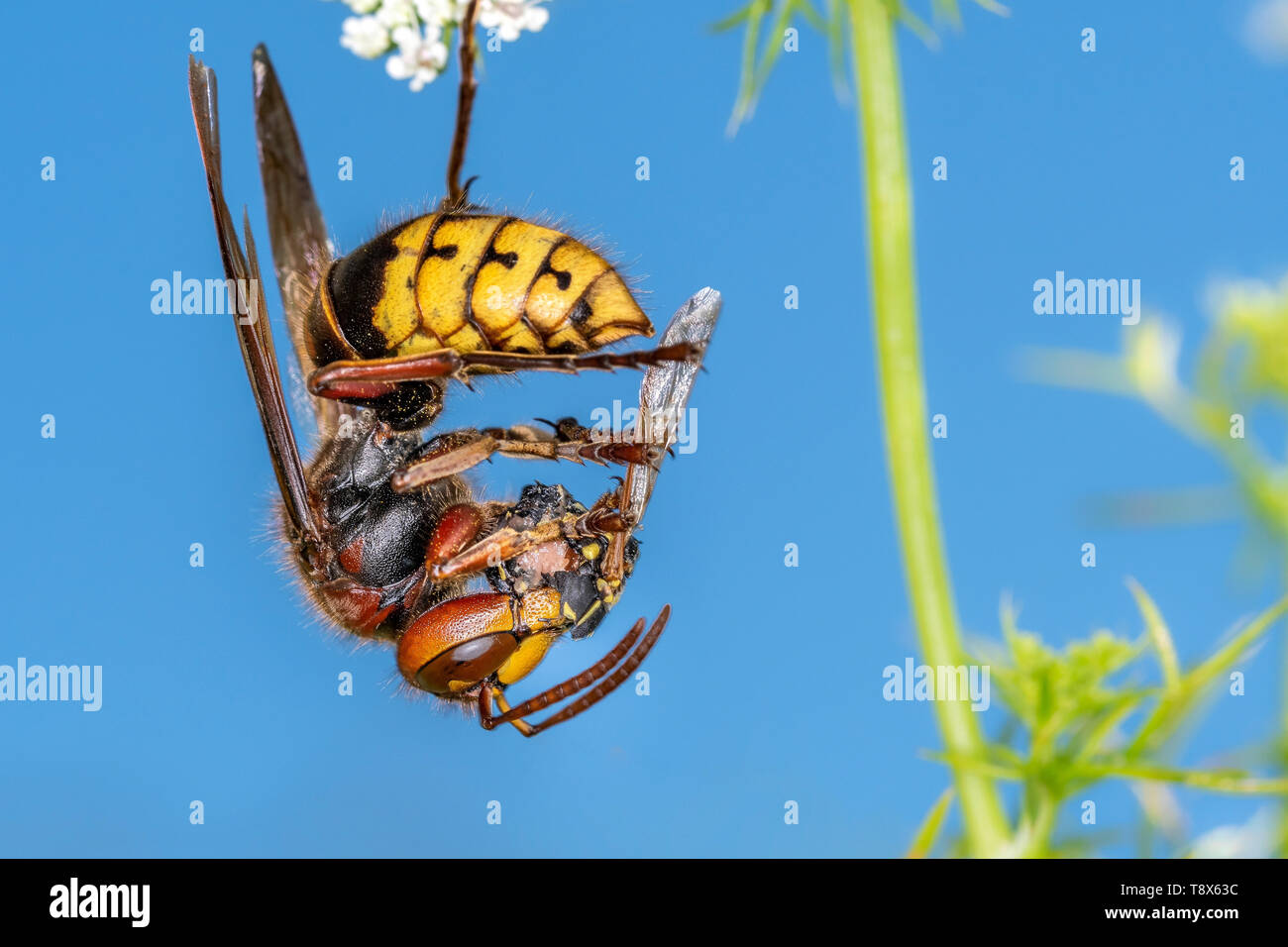 Japanese Hornet Queen