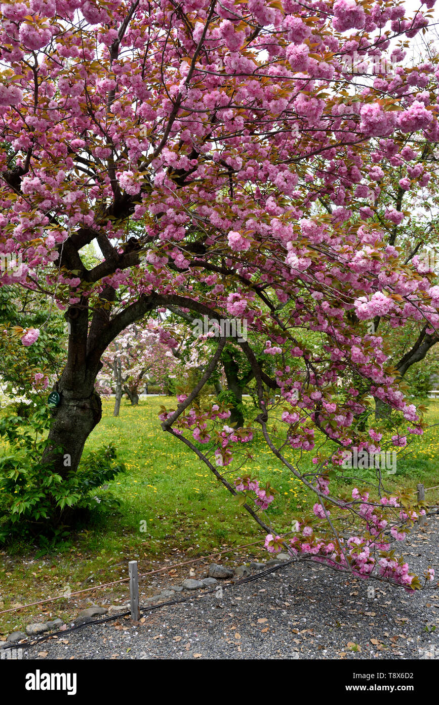 Cherry blossom nijo castle kyoto hi-res stock photography and images ...