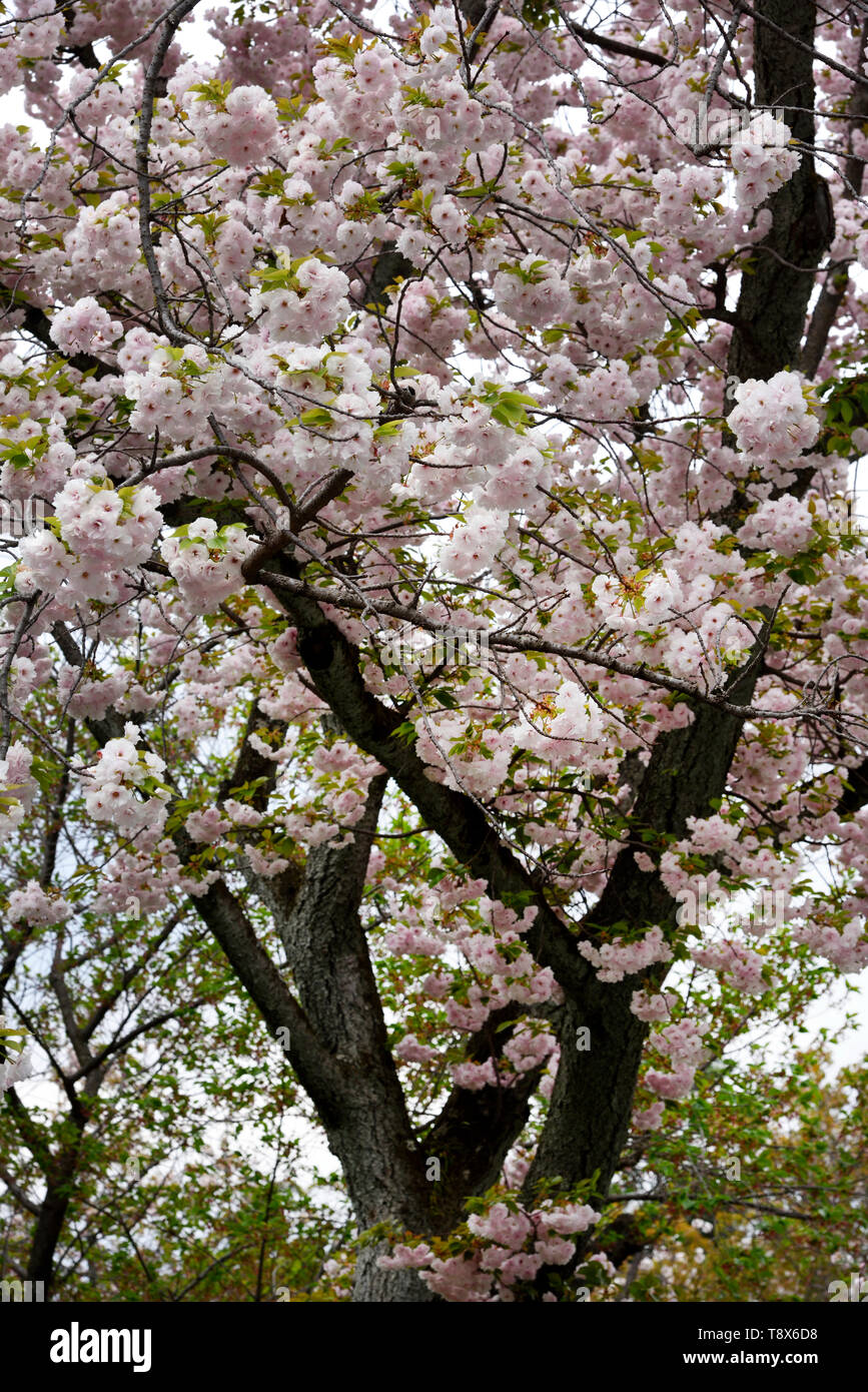 Cherry blossom garden Nijo Castle Kyoto Japan Stock Photo - Alamy