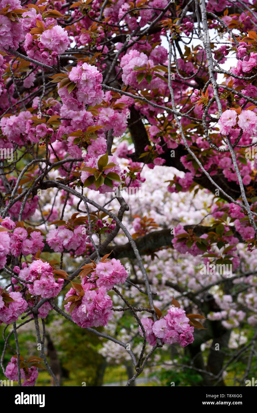 Cherry blossom garden Nijo Castle Kyoto Japan Stock Photo - Alamy