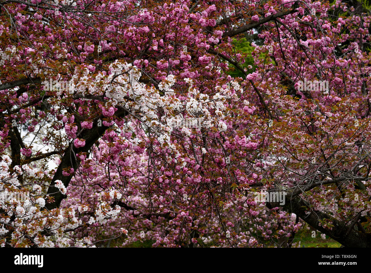 Cherry blossom garden Nijo Castle Kyoto Japan Stock Photo - Alamy