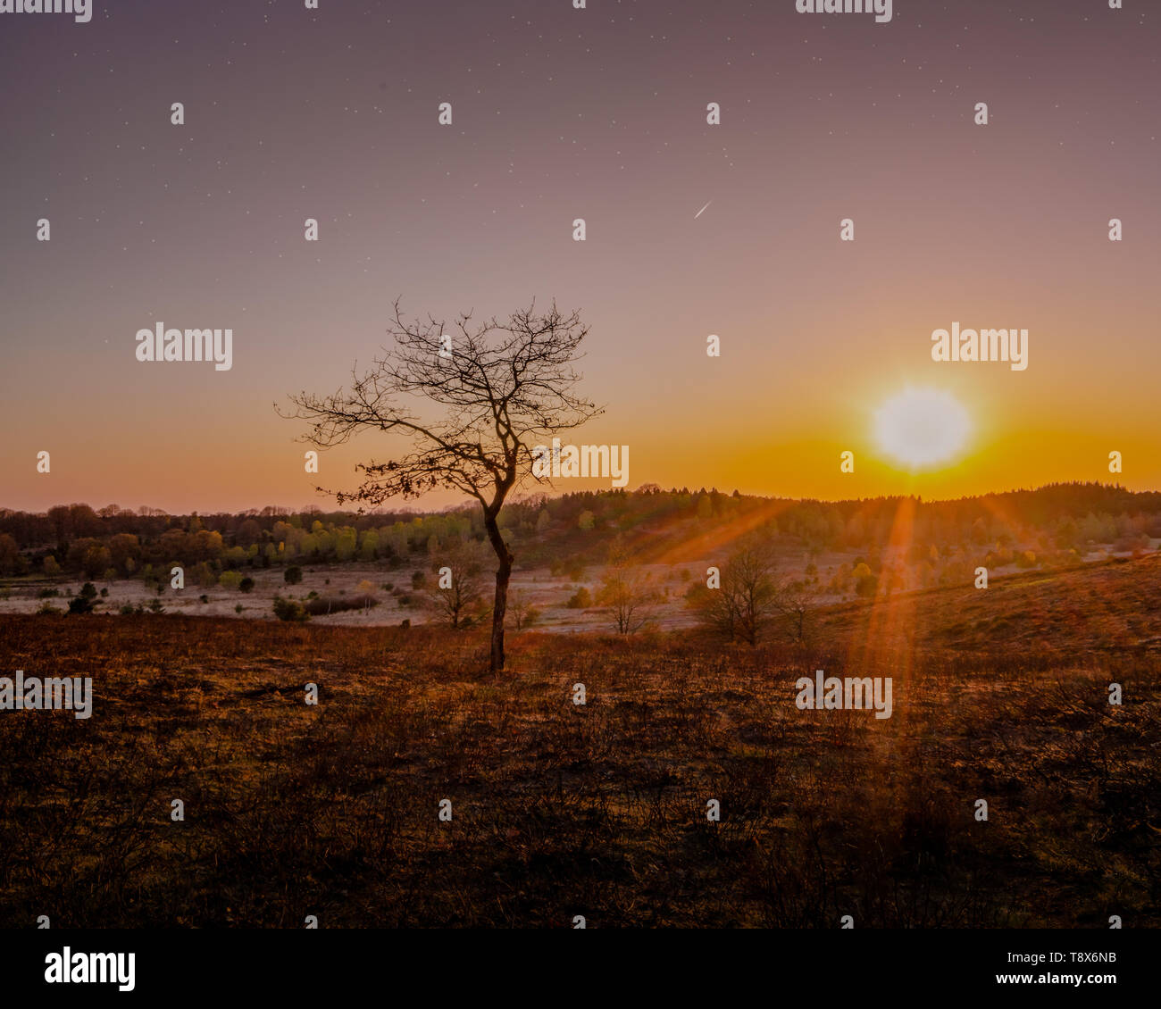 Sunset in nature park Luneburger Heide, Germany Stock Photo - Alamy