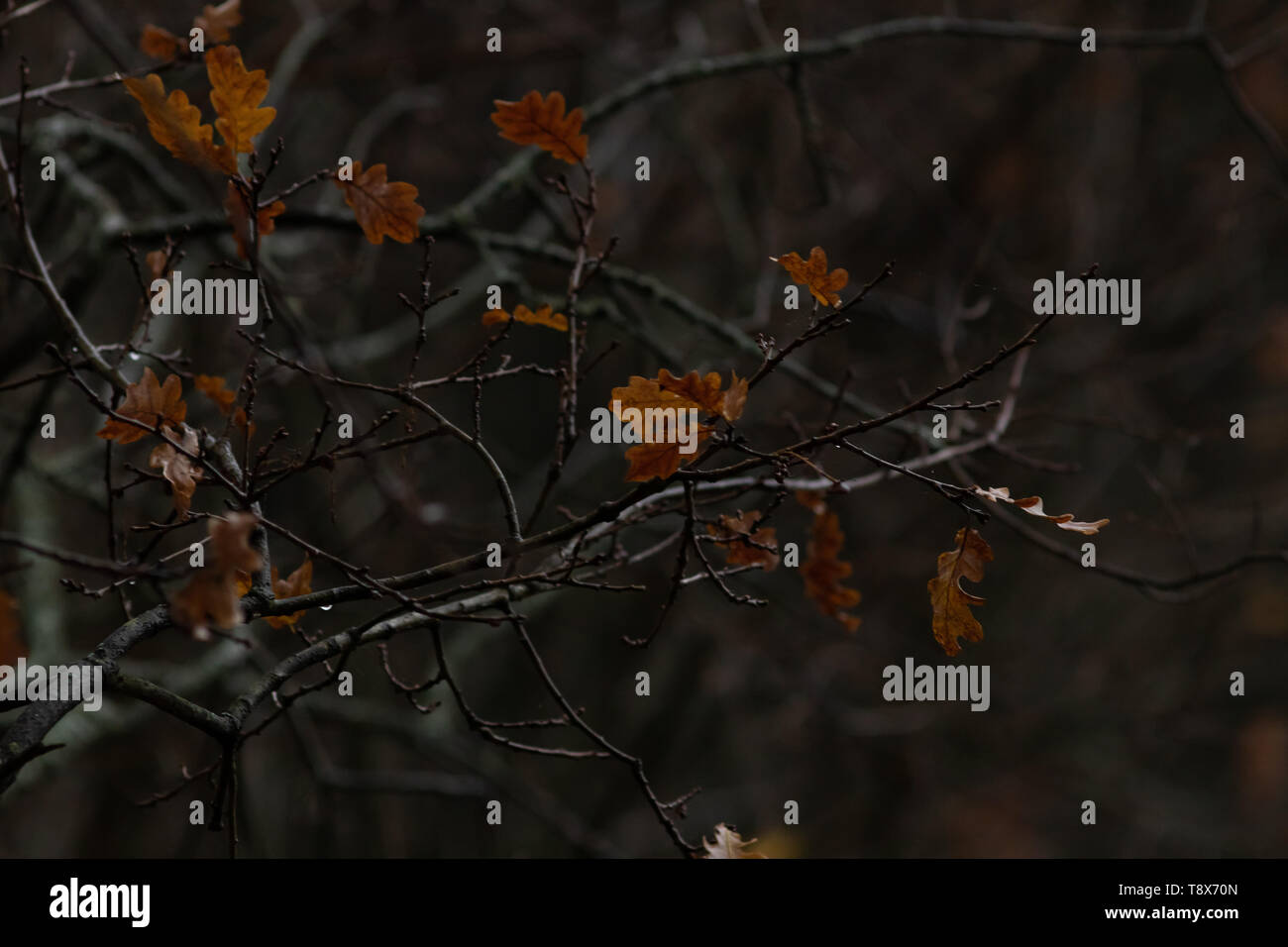 Moody autumn hi-res stock photography and images - Alamy