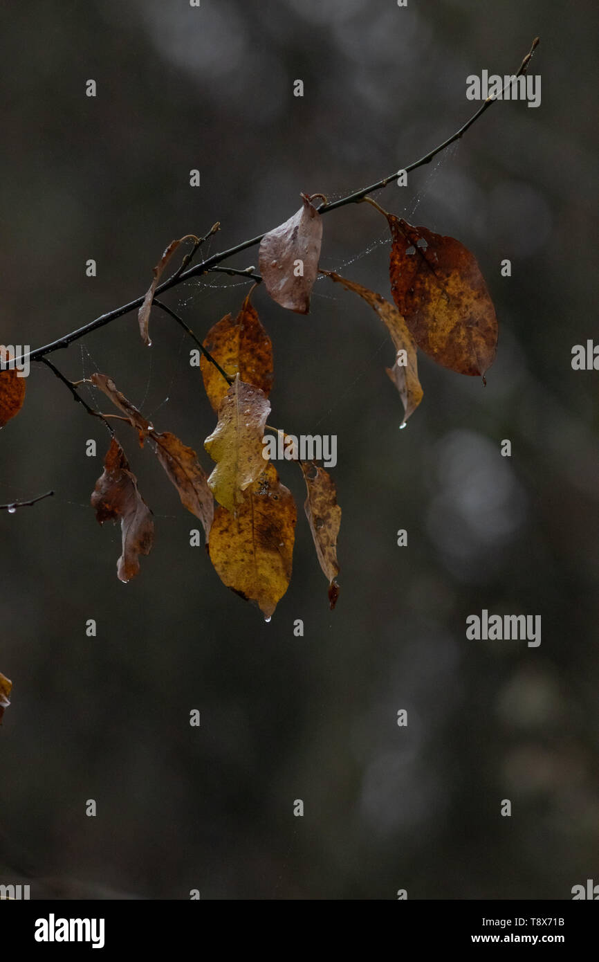 Moody autumn hi-res stock photography and images - Alamy