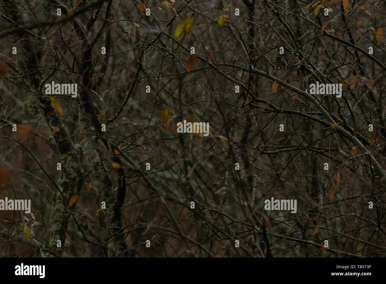 Moody bookcover hi-res stock photography and images - Alamy