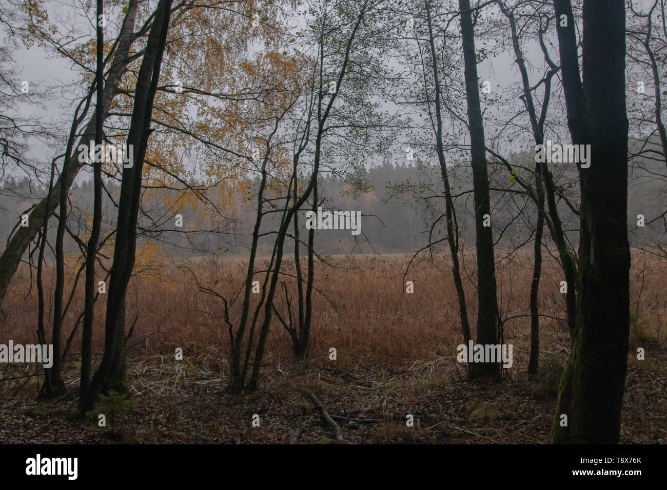 Moody bookcover hi-res stock photography and images - Alamy