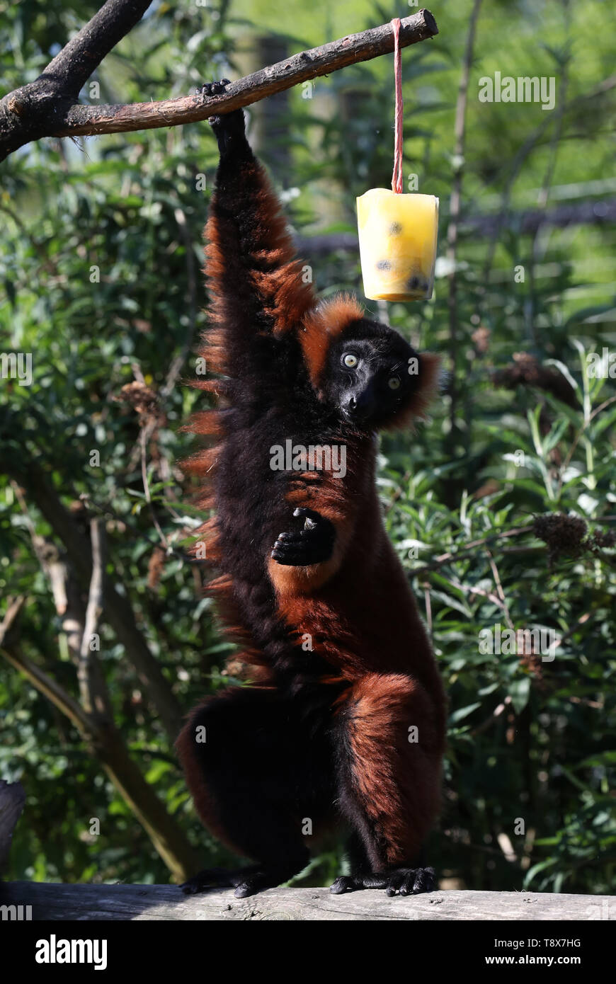 A red ruffed lemur with a fruit filled ice block at Blair Drummond ...