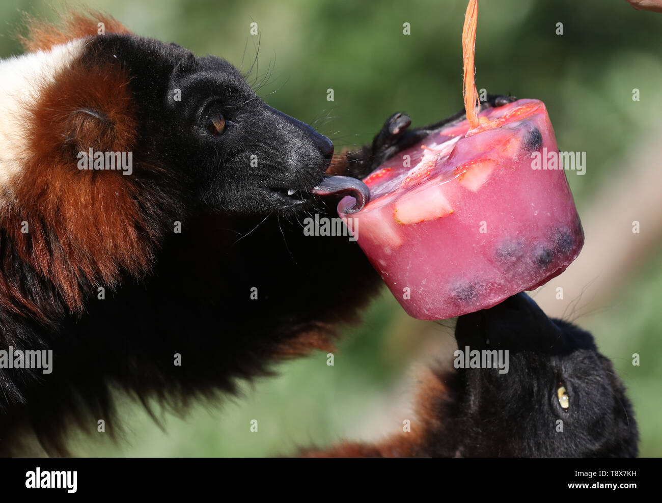 Red ruffed lemurs with a fruit filled ice block at Blair Drummond ...