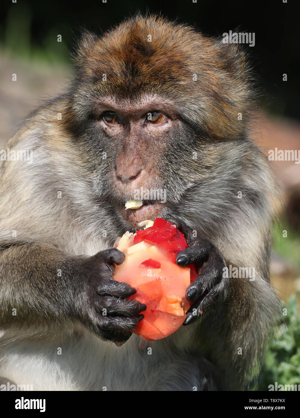 Staff blair drummond safari park hi-res stock photography and images ...
