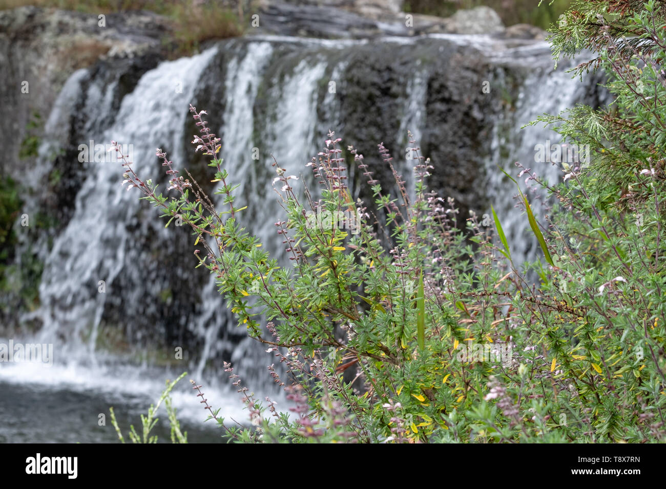The Mac Mac Pools in the Blyde River Canyon, Panorama Route near ...