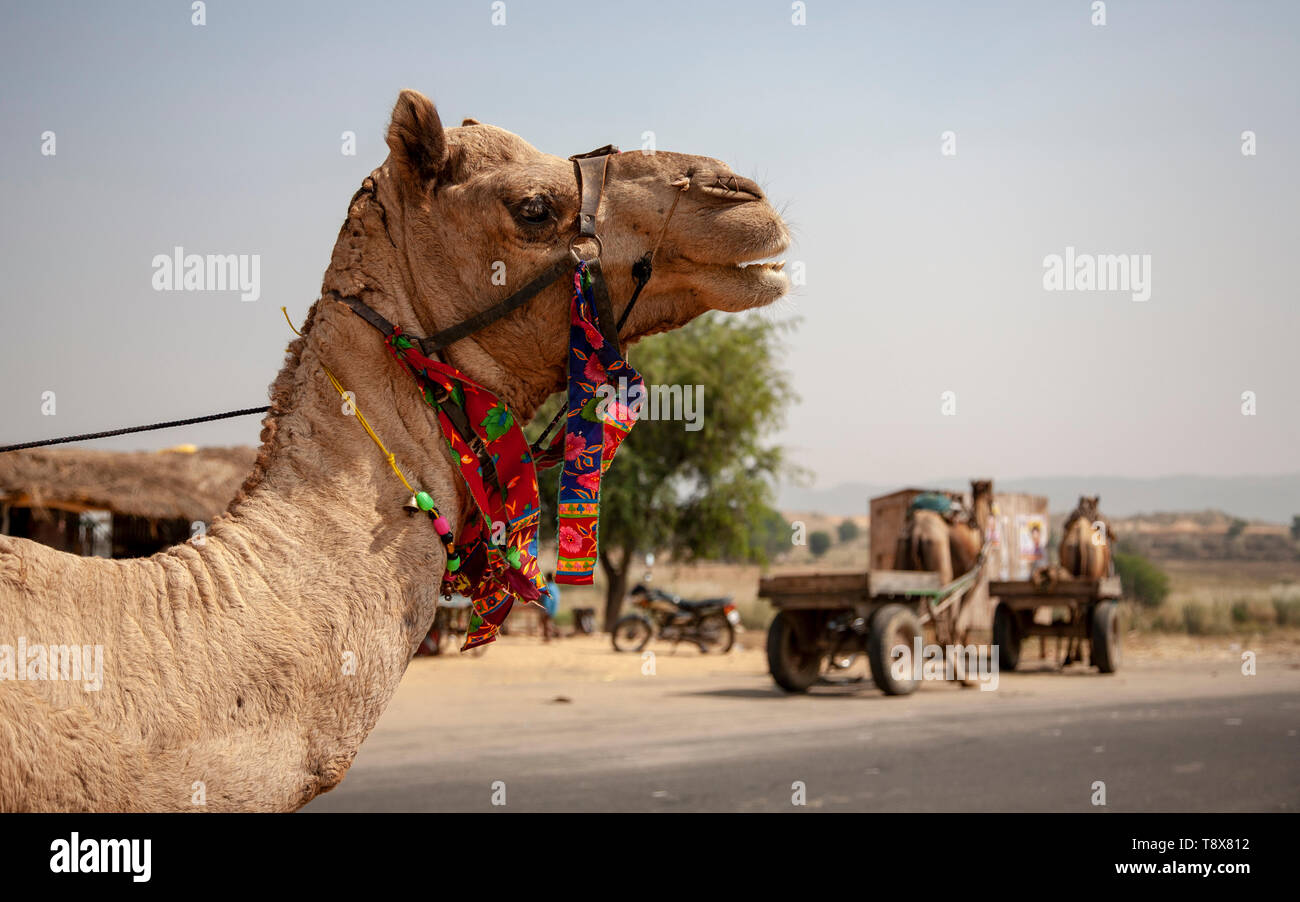 A working camel in the rural desert of Rajasthan, India Stock Photo - Alamy