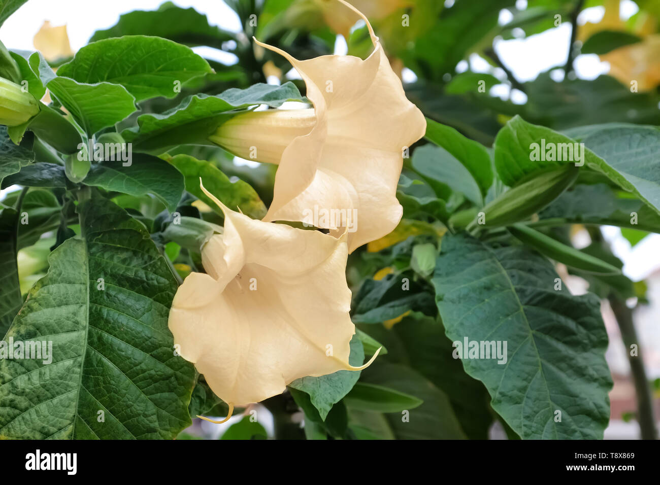 Beautiful datura flowers Stock Photo - Alamy