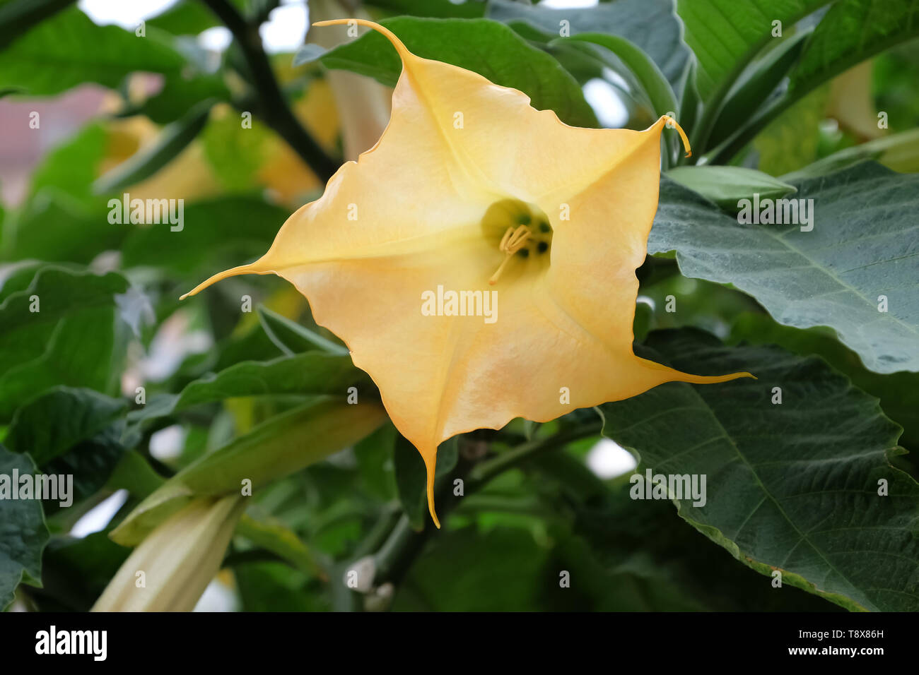 Beautiful datura flower Stock Photo - Alamy