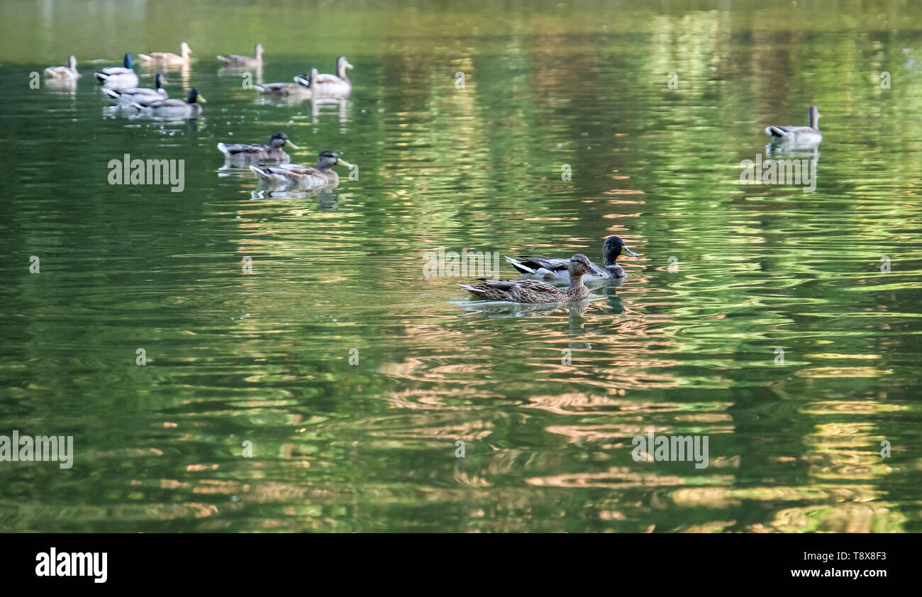 Flock adorable ducks swimming hi-res stock photography and images - Alamy