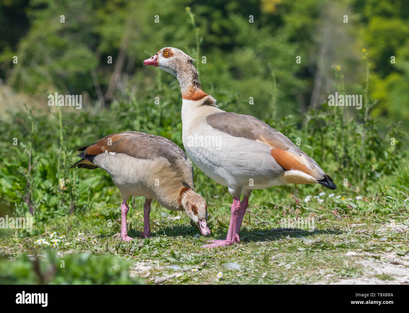 Egyptian geese sussex hi-res stock photography and images - Alamy