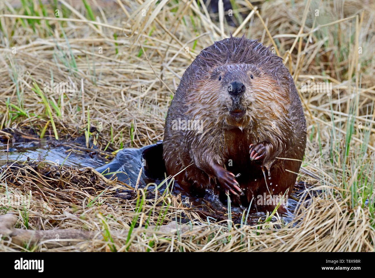 An adult beaver "Castor canadensis", sitting in a flow of water looking ...