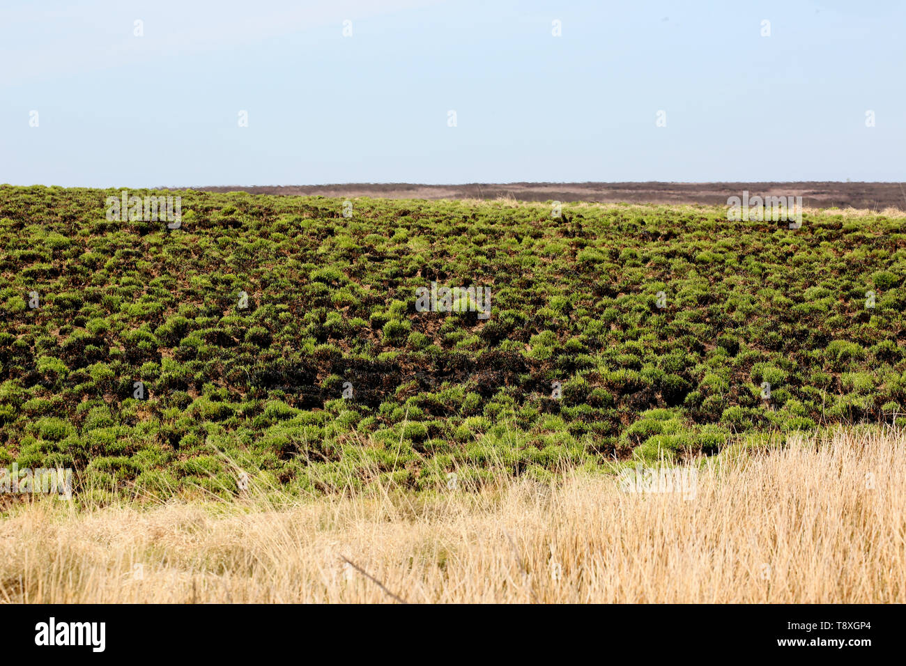 Heather marsden hi-res stock photography and images - Alamy