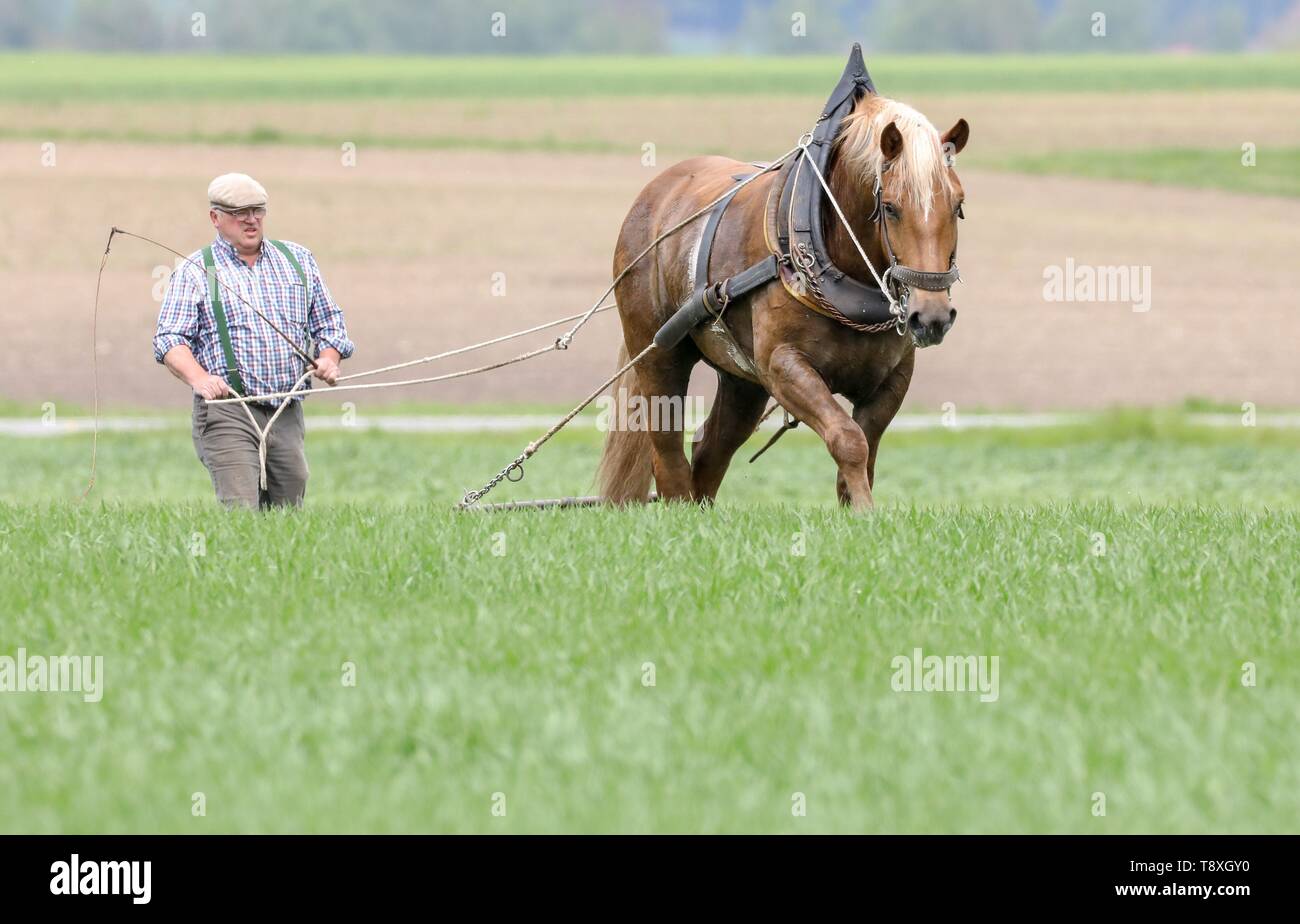 Harrow pulled hi-res stock photography and images - Alamy