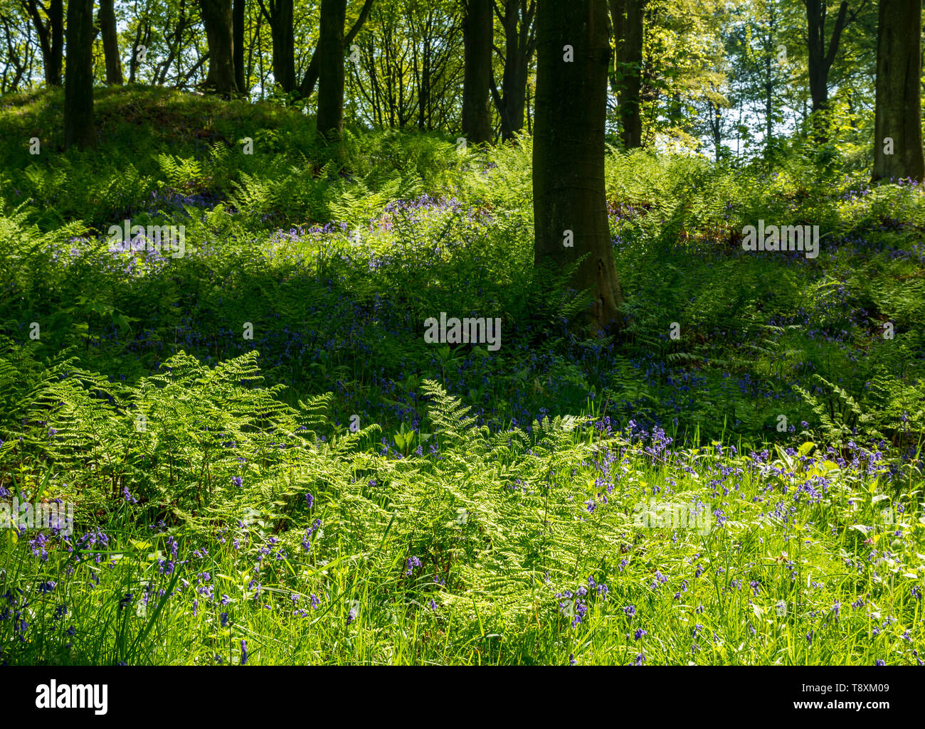 Roseberry estate hi-res stock photography and images - Alamy