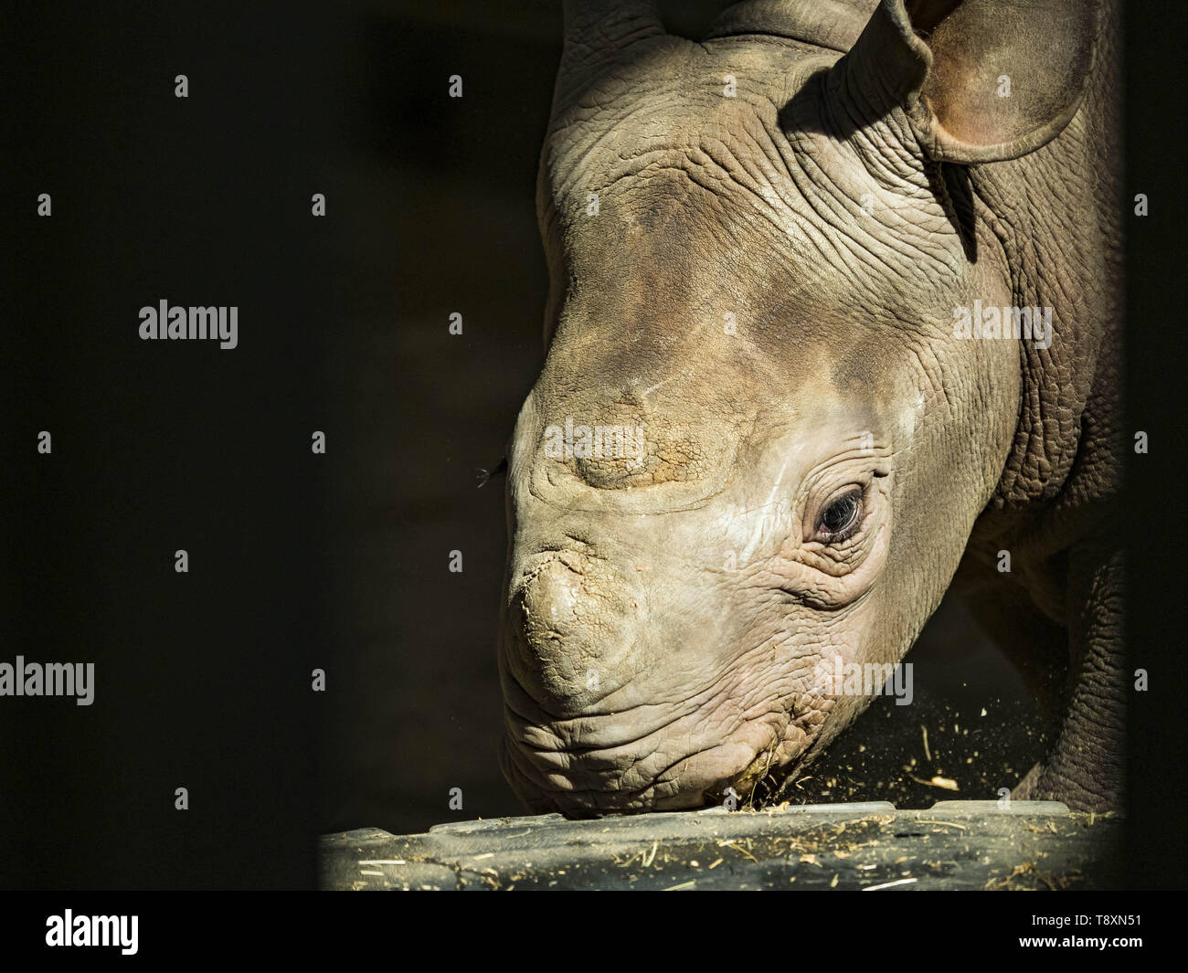 Des Moines, Iowa, USA. 15th May, 2019. KAMARA, a baby eastern black ...