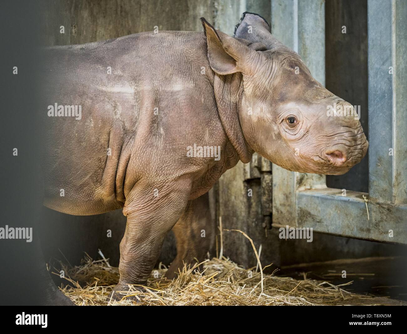 Des Moines, Iowa, USA. 15th May, 2019. KAMARA, a baby eastern black ...
