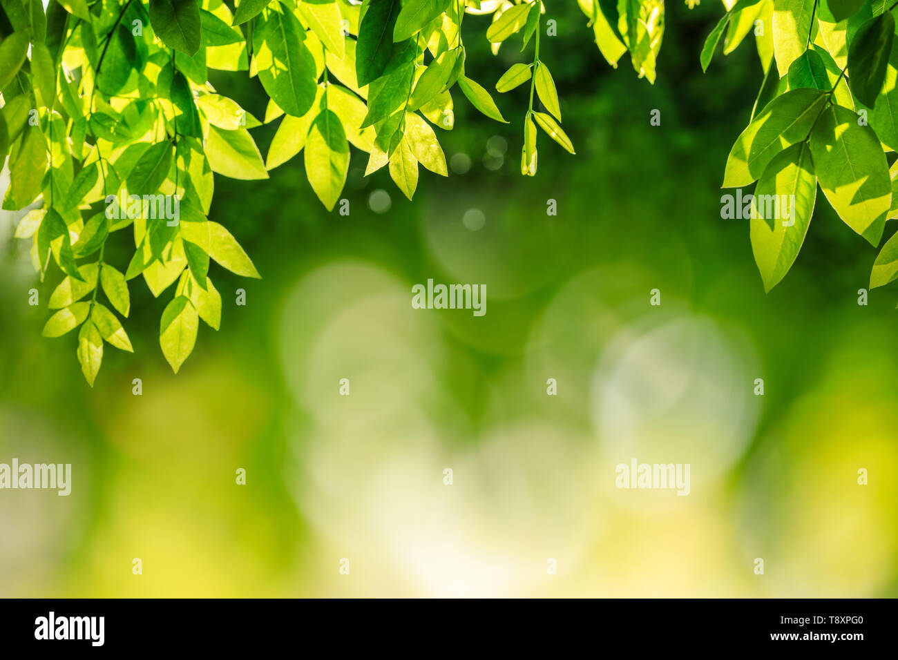 Green woods nature background in spring Stock Photo - Alamy