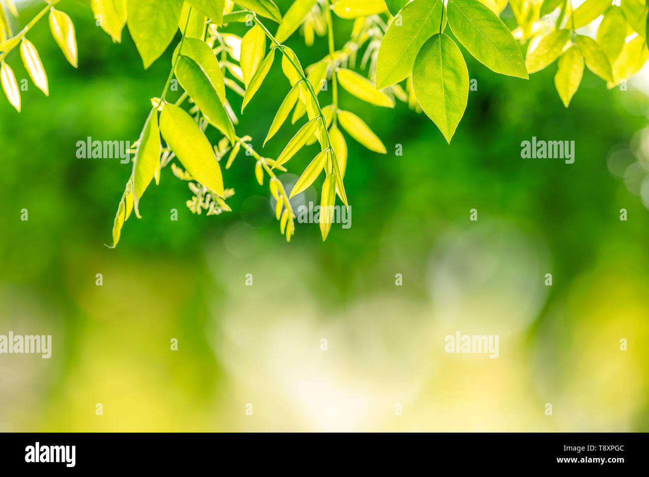 Green woods nature background in spring Stock Photo - Alamy