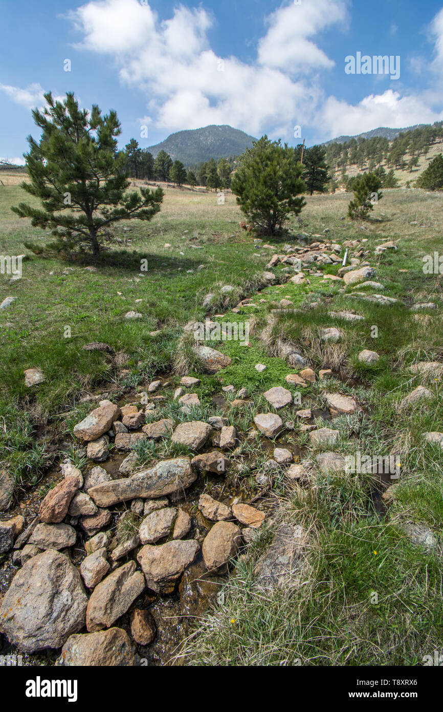 Northern Leopard Frog (Lithobates pipiens) from Jefferson County ...