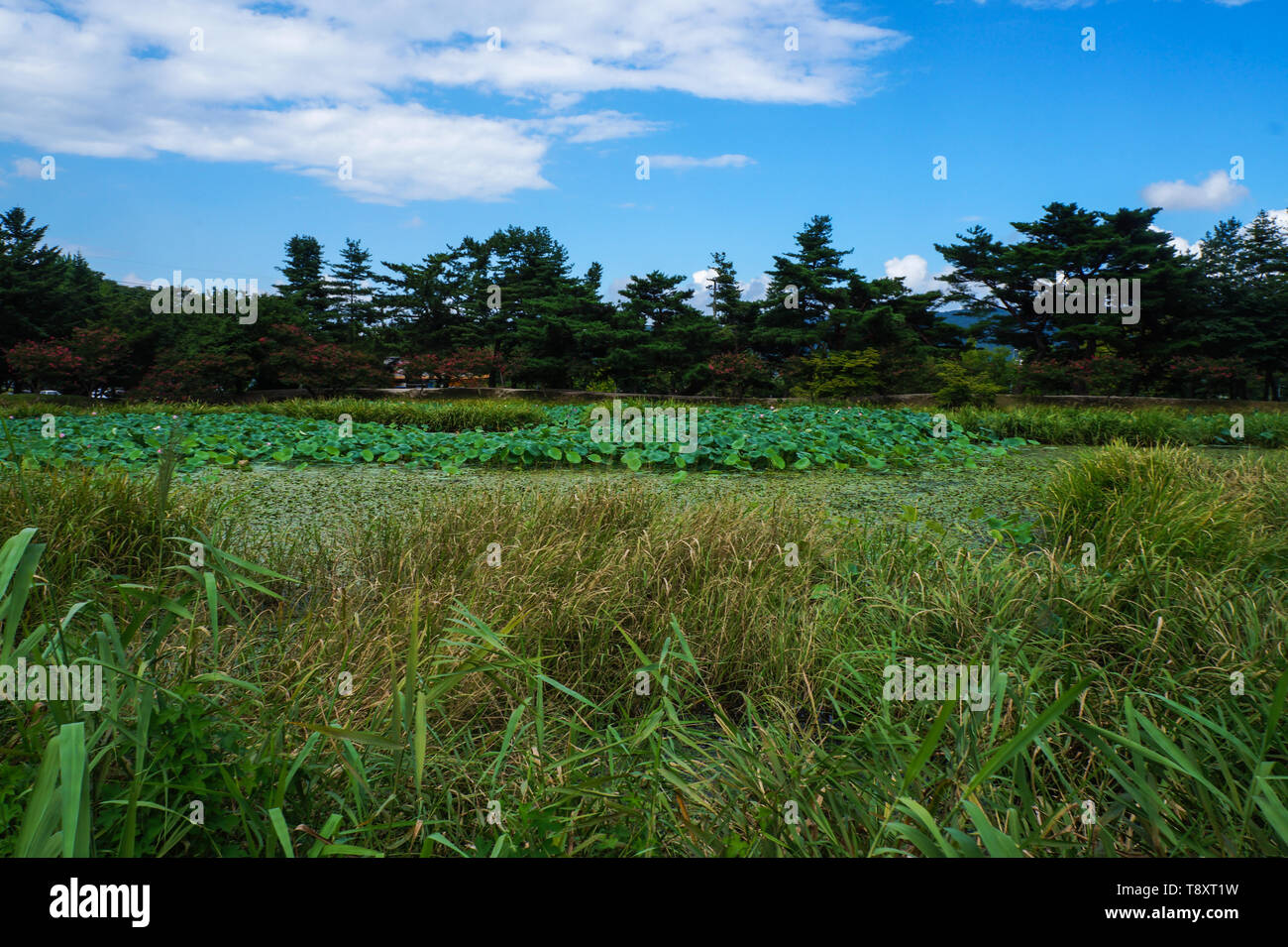 south korea Gyeongju Pond Scenic Area Stock Photo - Alamy