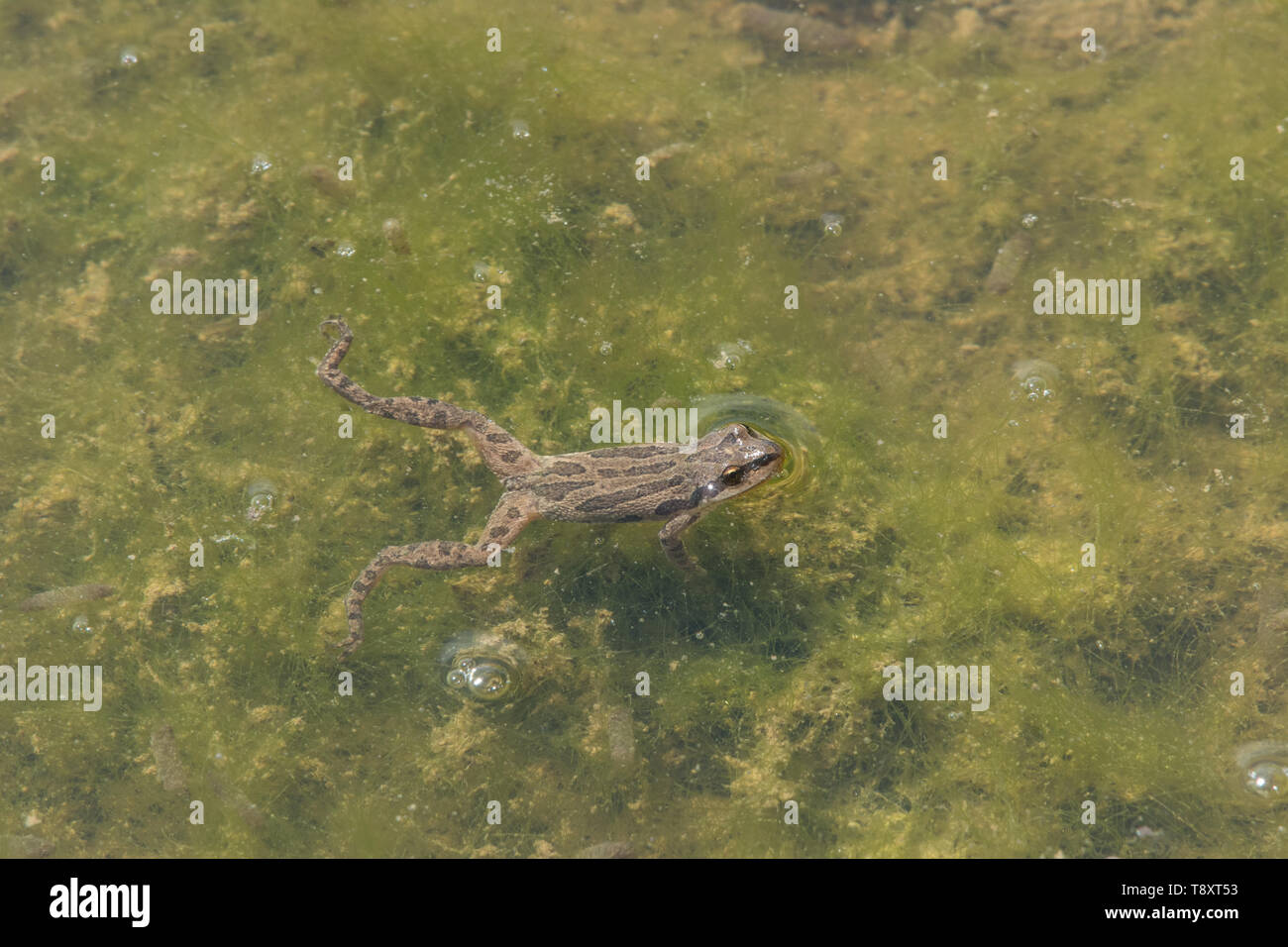 Chorus frog hi-res stock photography and images - Alamy