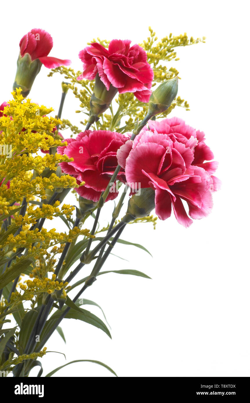 beautiful carnation flowers on white Stock Photo - Alamy