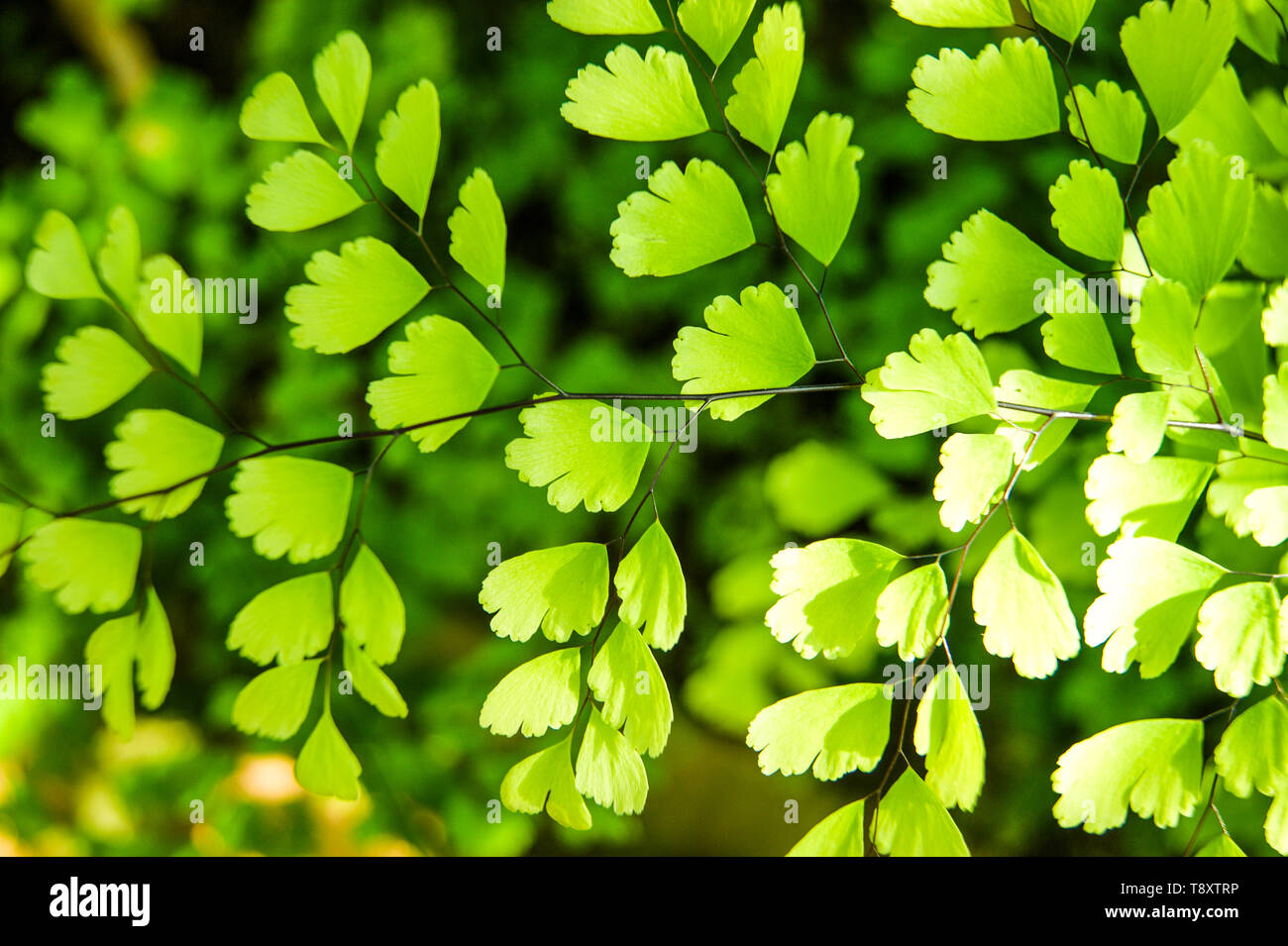 Maidenhair color hi-res stock photography and images - Alamy