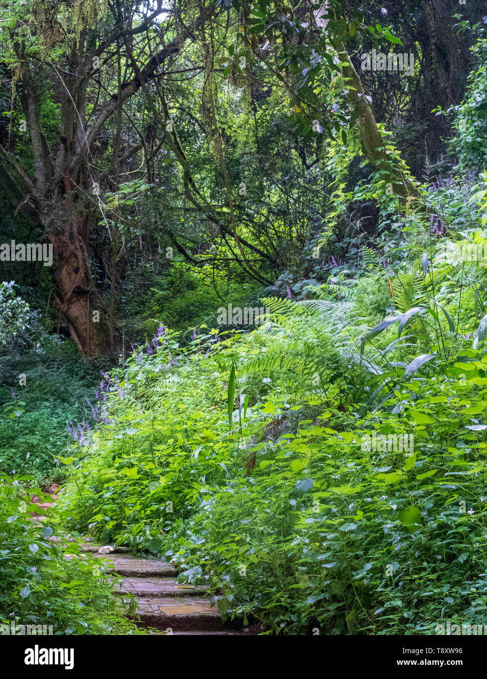Path leading to the Lone Creek Falls, dramatic waterfalls in forested ...