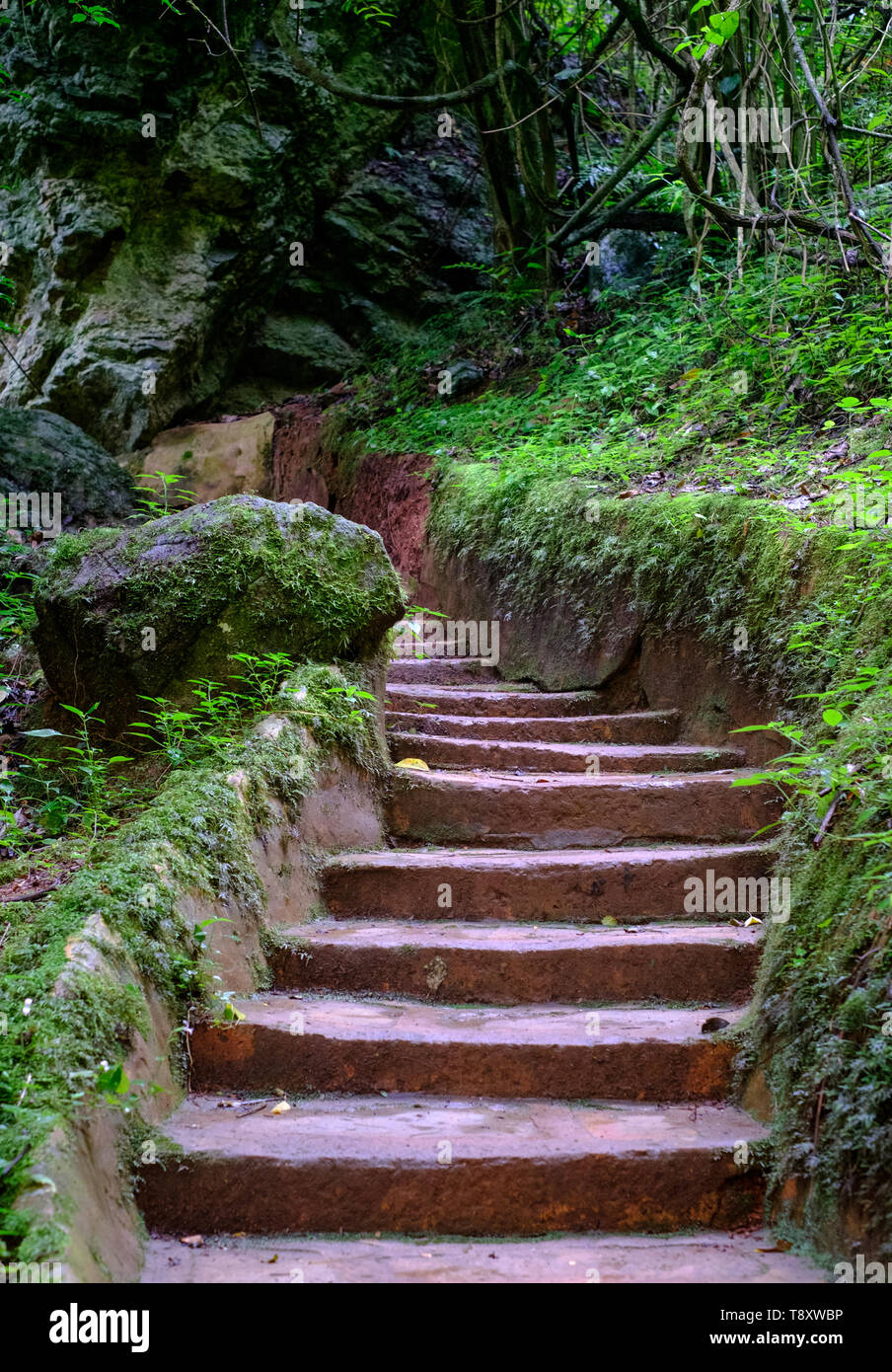 Path leading to the Lone Creek Falls, dramatic waterfalls in forested ...