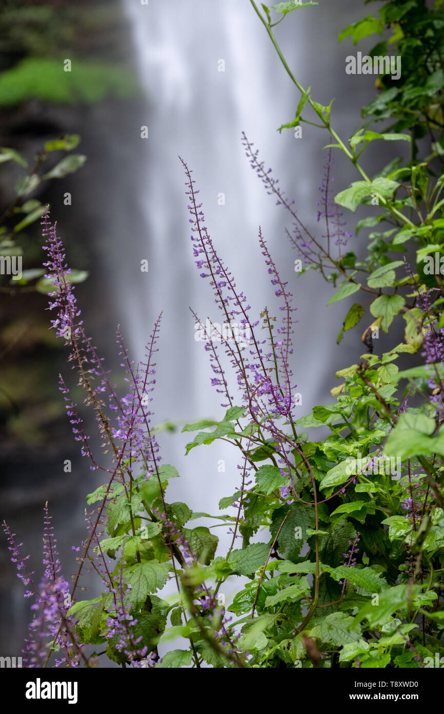 Purple flowers at the Lone Creek Falls, dramatic waterfalls in the ...