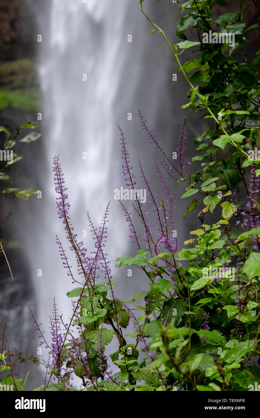 Purple flowers at the Lone Creek Falls, dramatic waterfalls in the ...