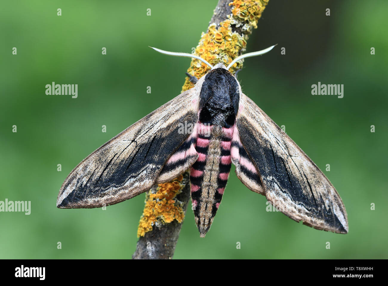 Female privet hawk moth (Sphinx ligustri), a species of moth, resting ...