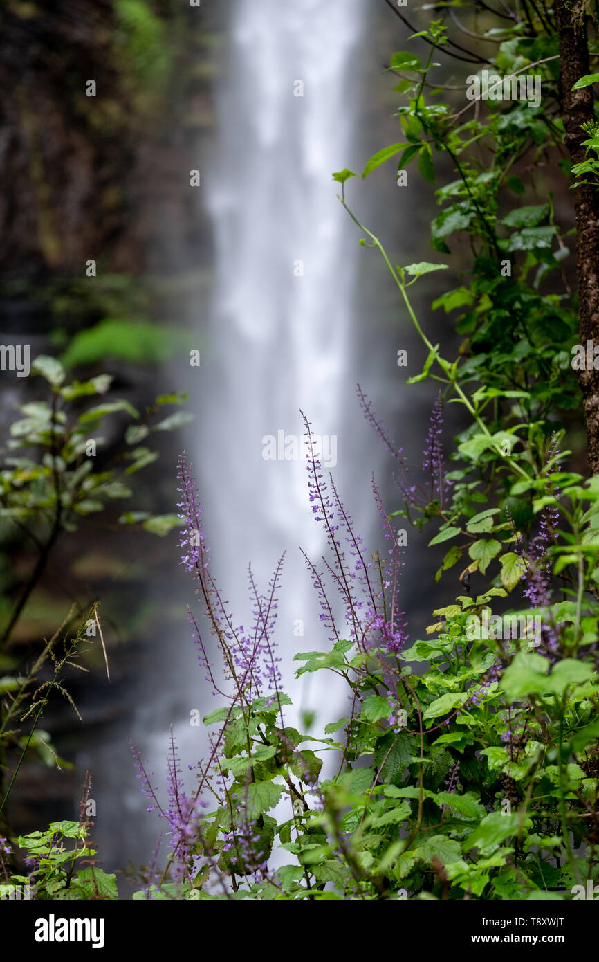 Purple flowers at the Lone Creek Falls, dramatic waterfalls in the ...