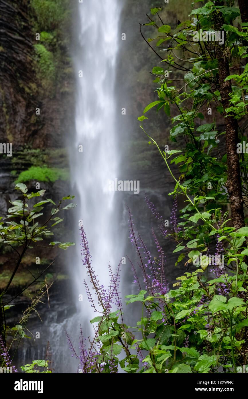 Purple flowers at the Lone Creek Falls, dramatic waterfalls in the ...