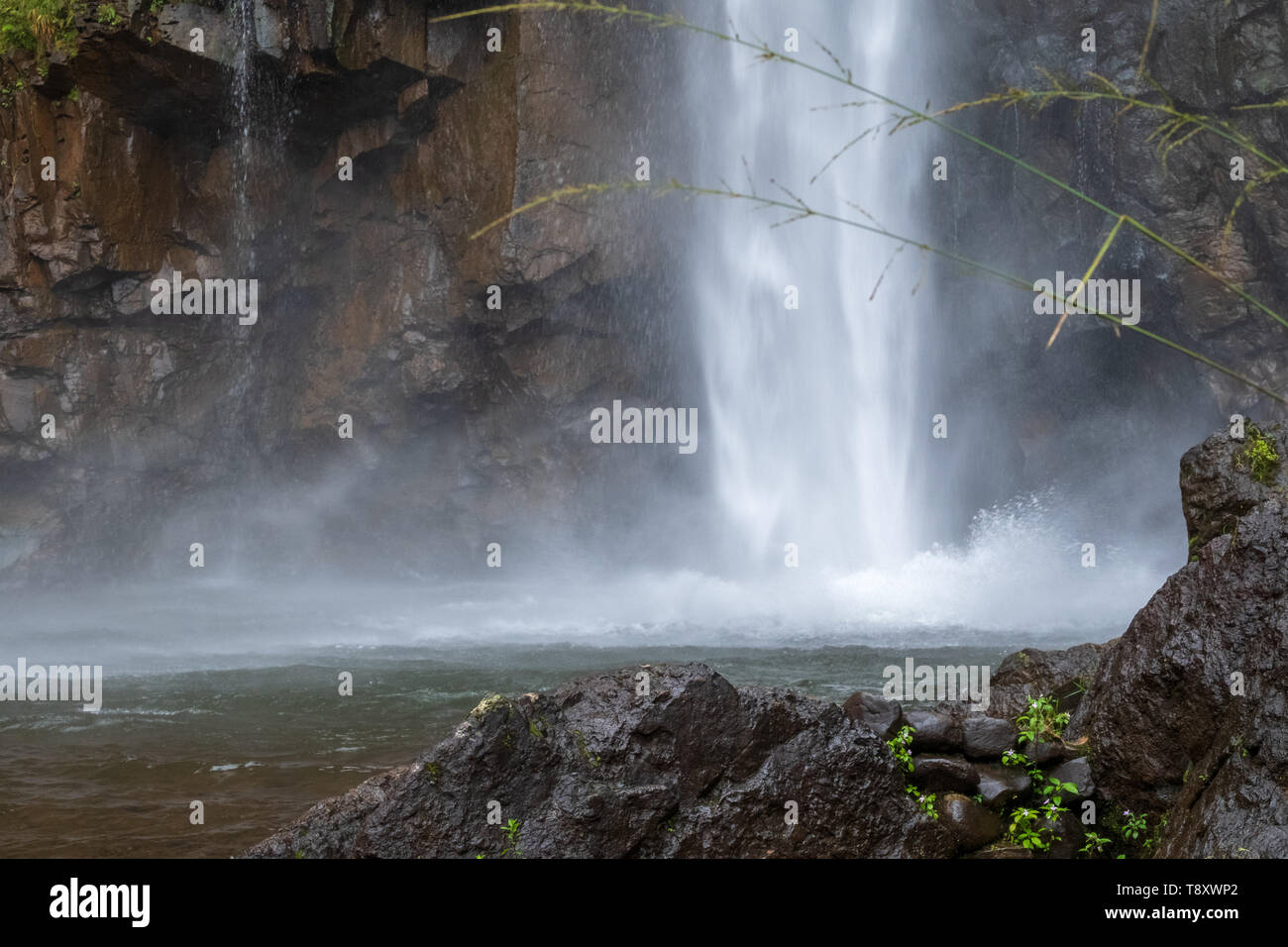 Lone Creek Falls, dramatic waterfalls in forested area in the Blyde ...