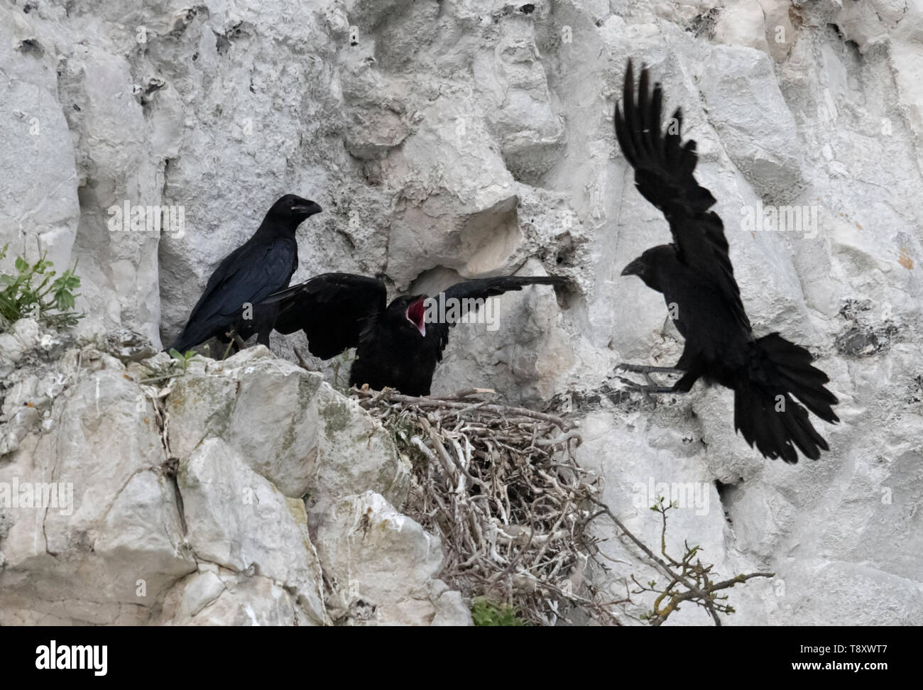 Crows and ravens hi-res stock photography and images - Alamy