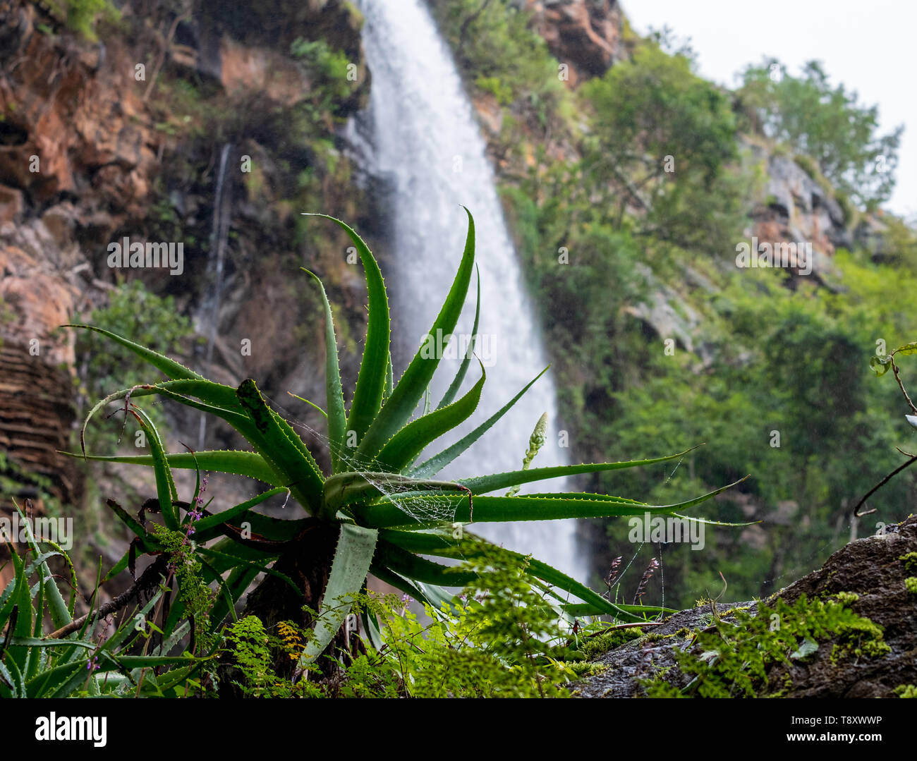 Lone Creek Falls, dramatic waterfalls in forested area in the Blyde ...
