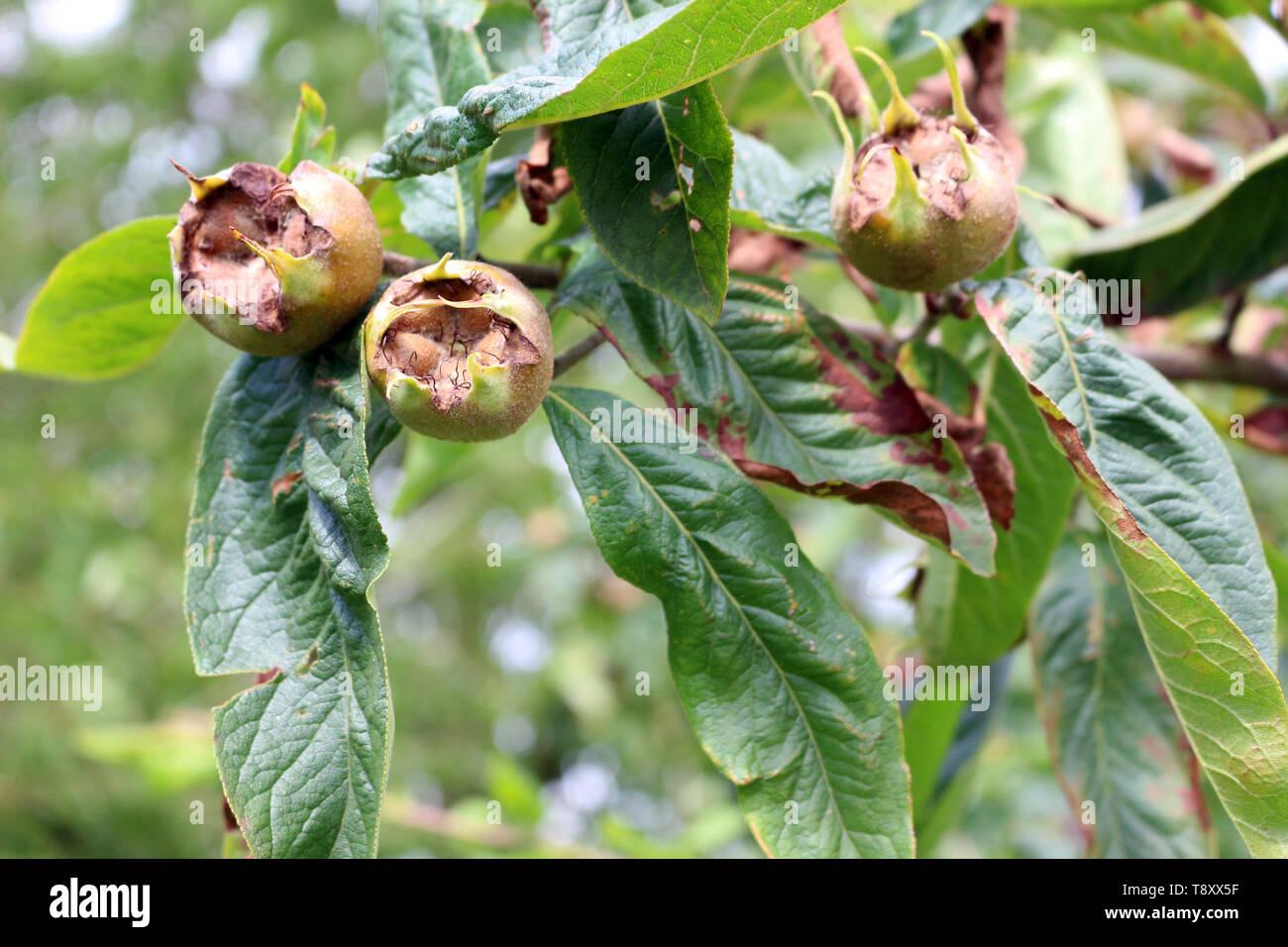 Fruits of the Common Medlar, Mespilus germanica, growing on a tree ...