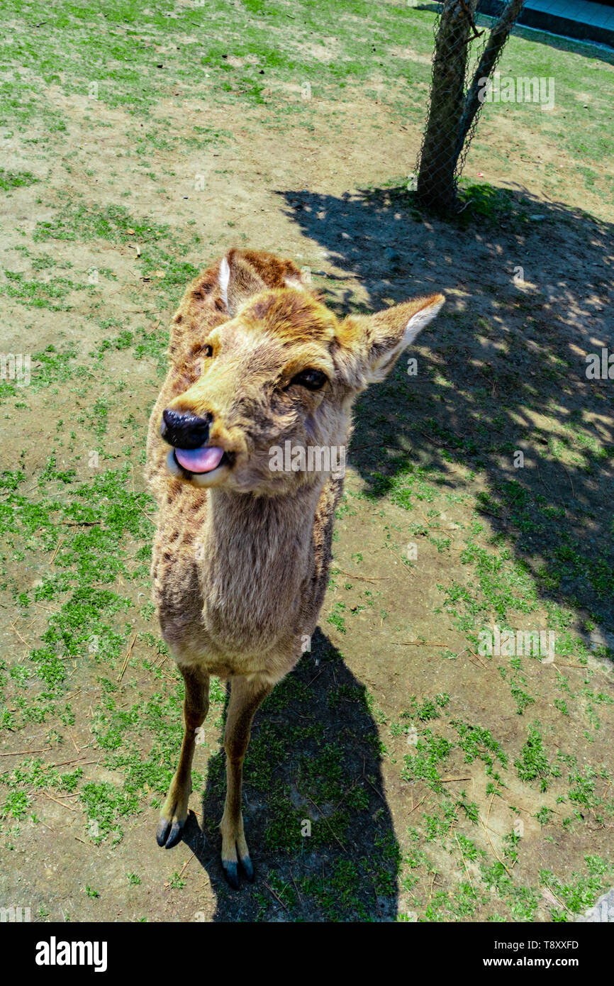 Nara bowing deer, poking tongue, Nara, Japan Stock Photo - Alamy
