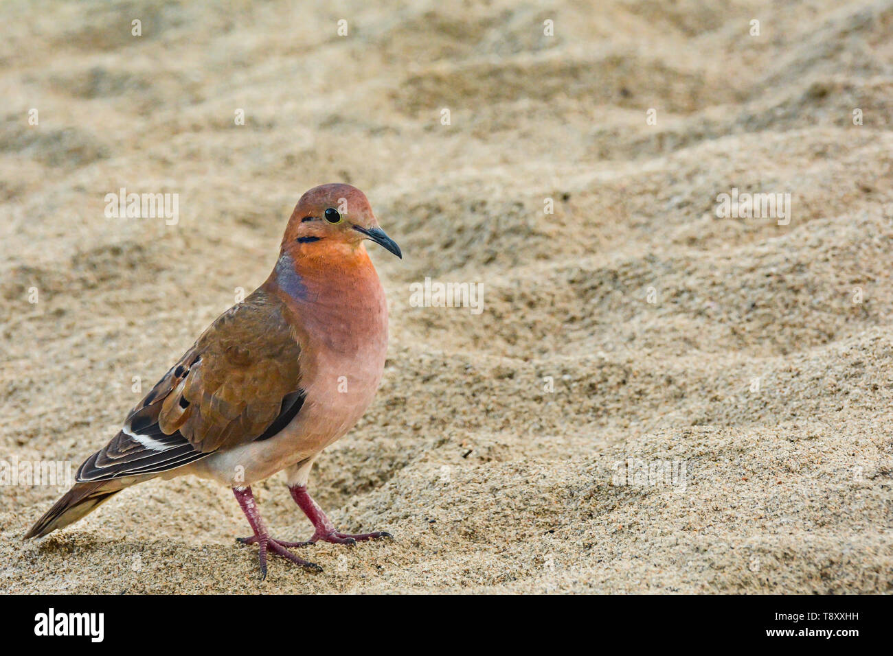 Zenaida Dove (Zenaida aurita Stock Photo - Alamy