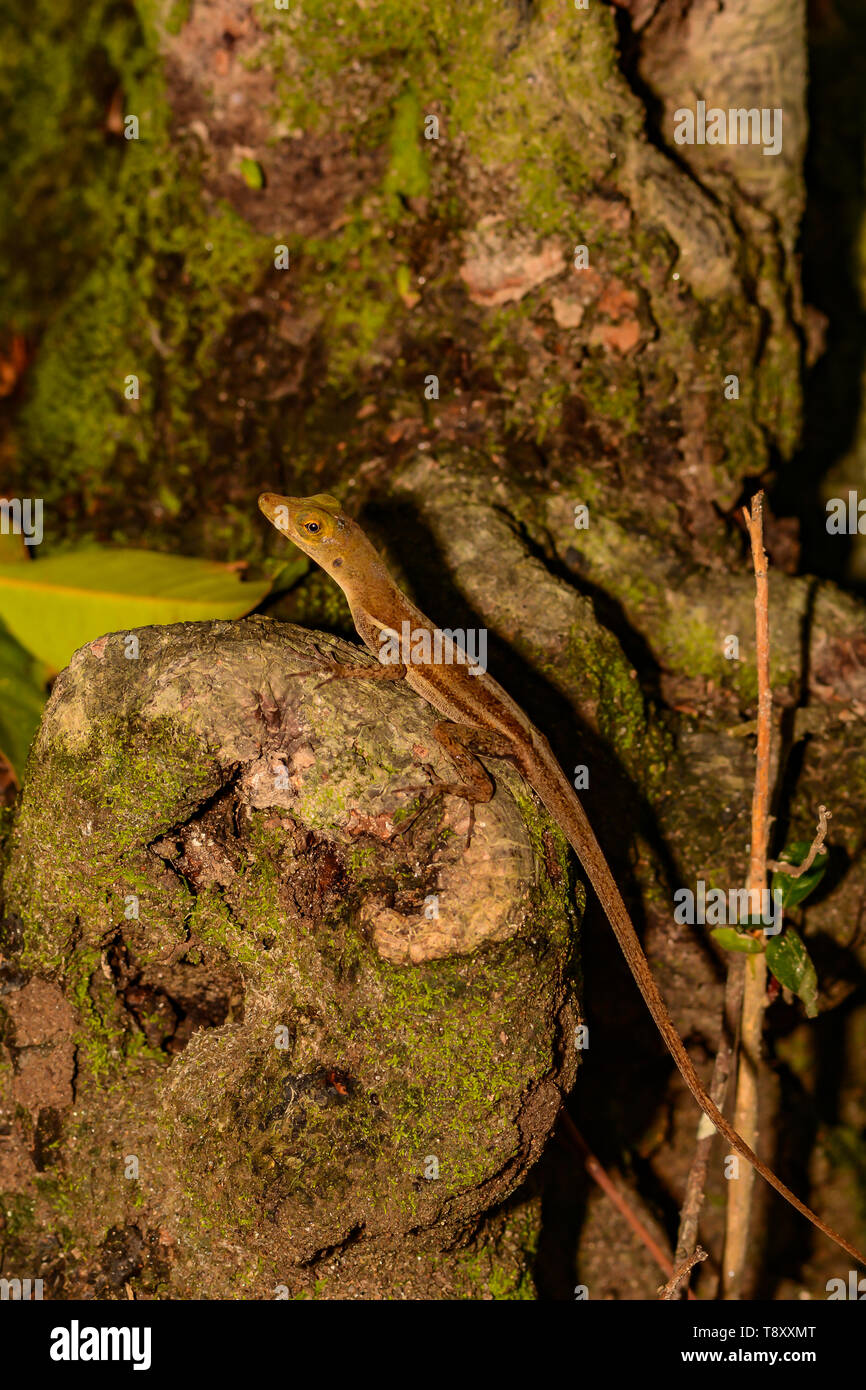 St. Lucia Anole (Anolis luciae Stock Photo - Alamy