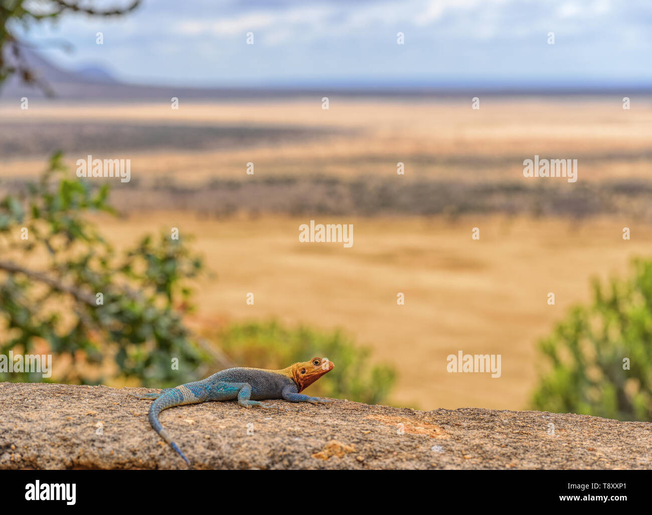 Red head lizard hi-res stock photography and images - Alamy