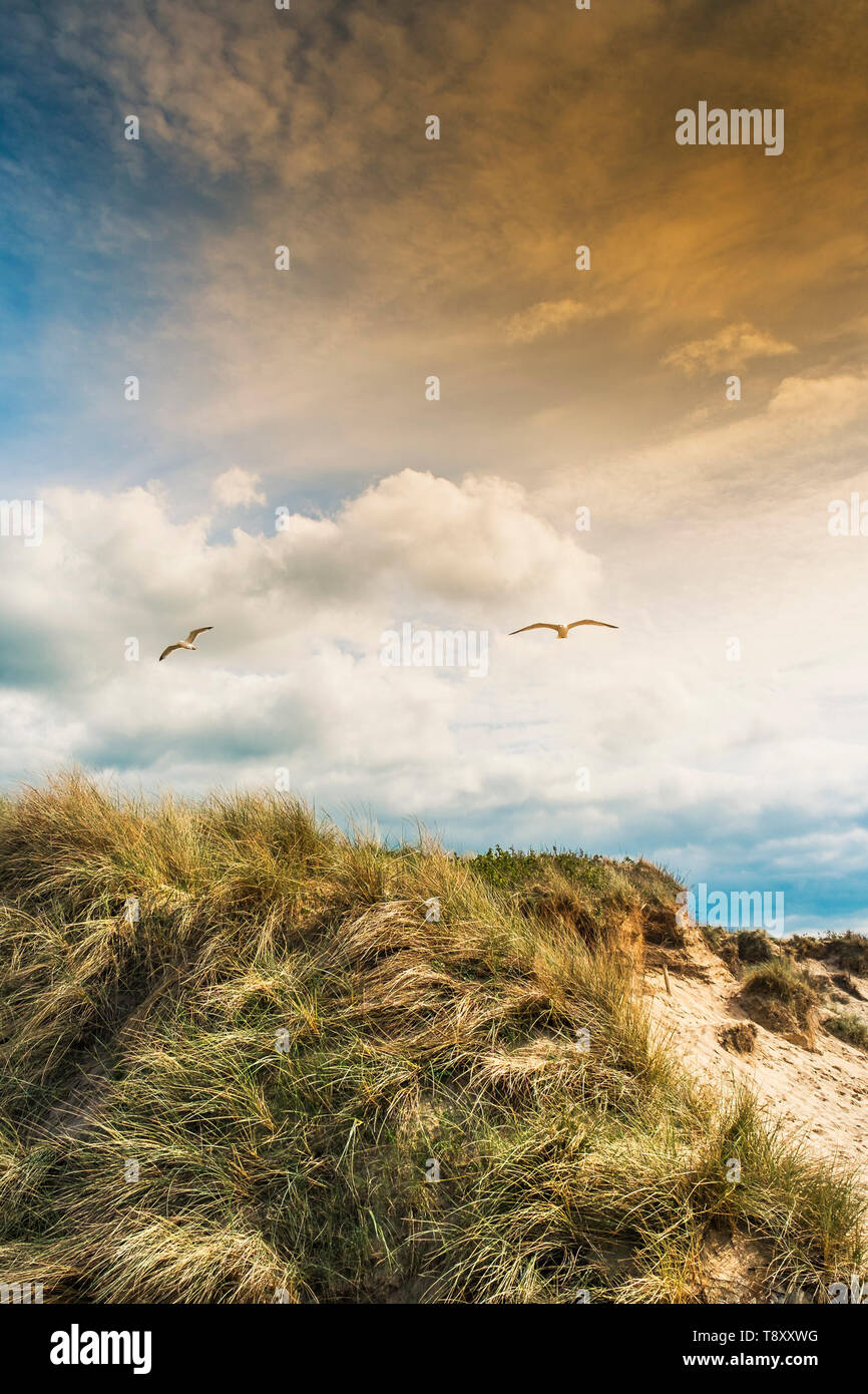 Sand dune birds hi-res stock photography and images - Alamy