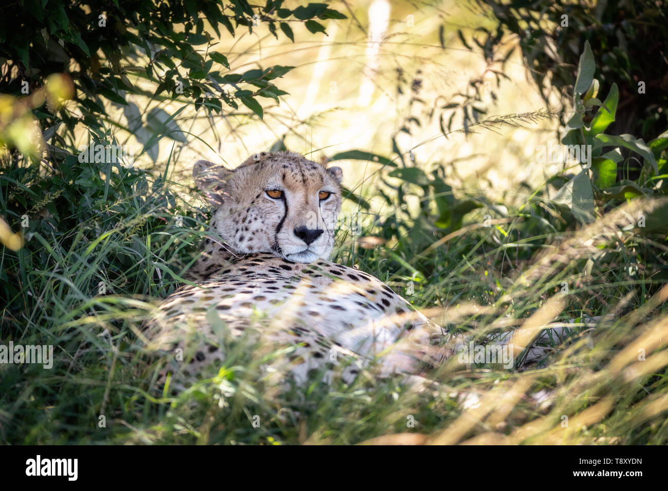 Considered vulnerable hi-res stock photography and images - Alamy