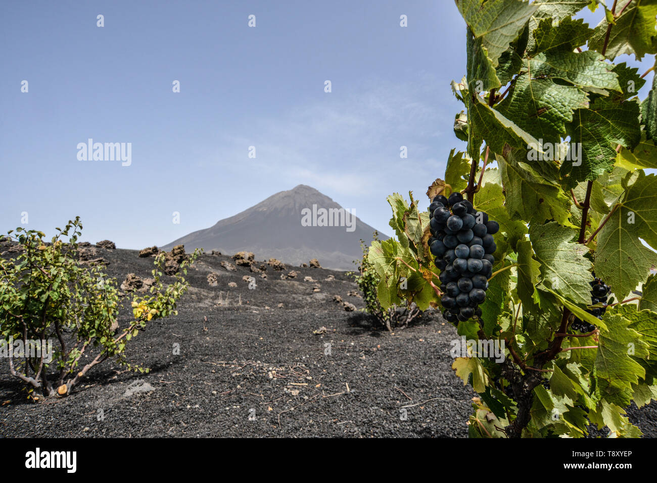 Cape Verde, Cabo Verde archipelago, Fogo Island: vineyards on the ...